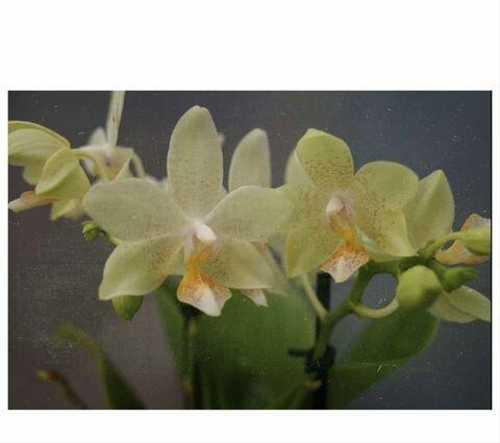 Цветущая азиатская орхидея hieroglyphica v.flava
