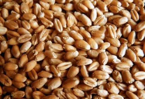 Пшеница яровая сорт «Омская 36»