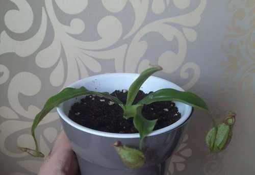 Непентес Хукериана хищное растение