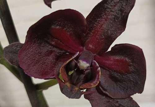 Орхидея фаленопсис Чёрный лебедь, черная, воск