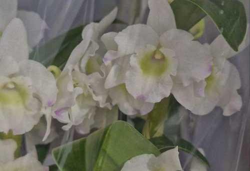 Орхидея Дендробиум нобиле белый