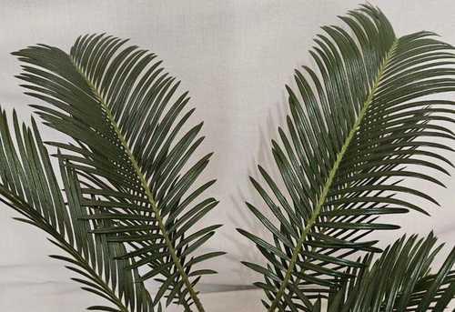 Пальма цикас революта росток 20 см