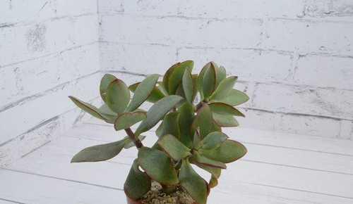 Crassula Undulata (Крассула) (SCT28850)