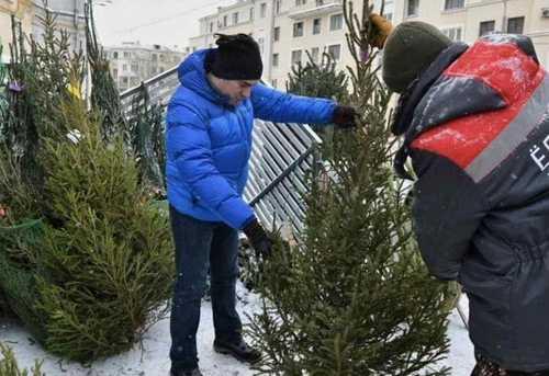 Ель живая, гирлянда в подарок
