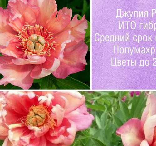 Джулия Роуз пионы Ито саженцы корни