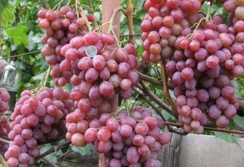 Саженцы винограда Рубиновый Юбилей