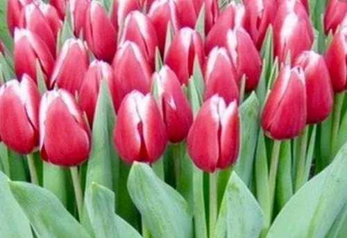 Тюльпаны оптом и в розницу к 14 февраля