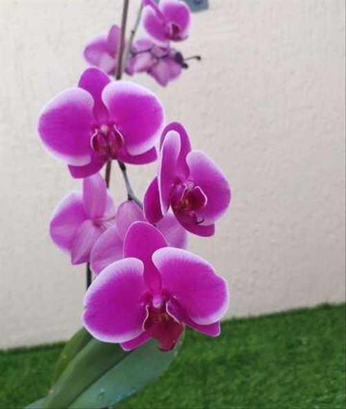 Редкая орхидея фаленопсис в горшке