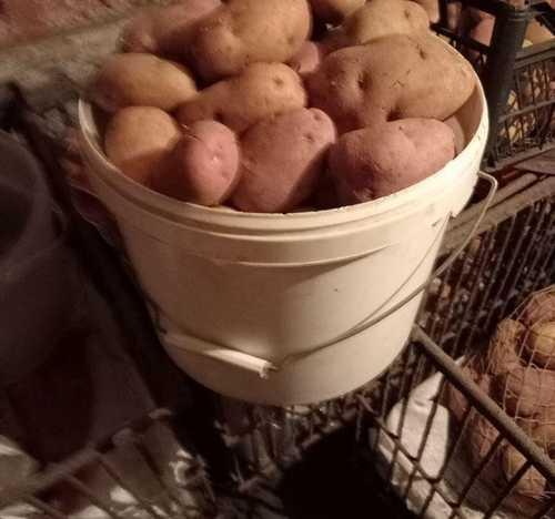 Продам картофель садовый из ямы.Ведро большое