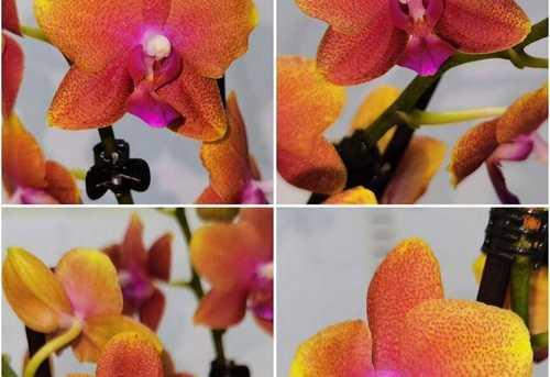 Парфюмерная восковая орхидея Бронзовый Будда