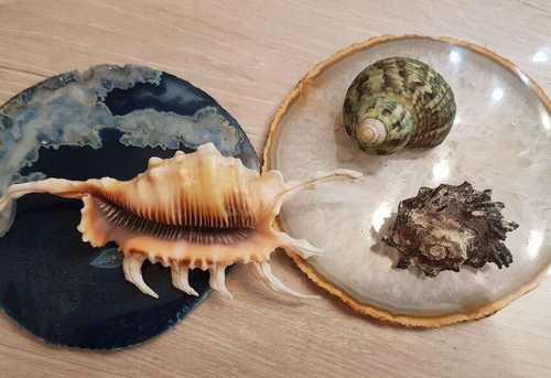 Морские ракушки, раковины моллюсков