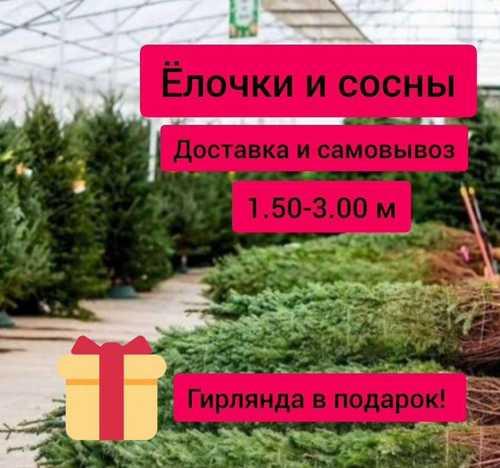 Елка новогодняя 150-270 см с доставкой