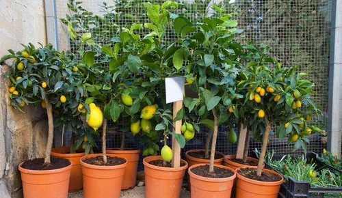 Лимонное Мандариновое дерево / Премиум цитрус