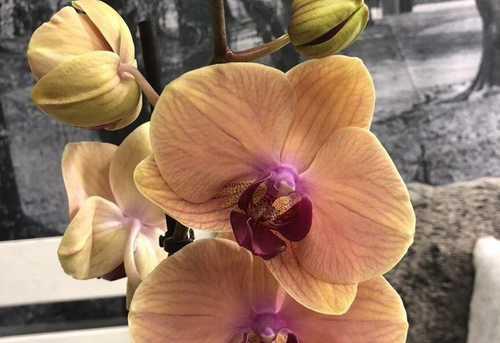 Орхидея фаленопсис сортовая Карибская мечта