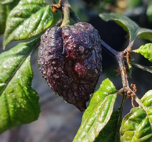 Куст острого перца Scorpion Moruga Blackjack