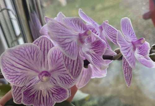 Орхидея фаленопсис детка (на пне) YH0224