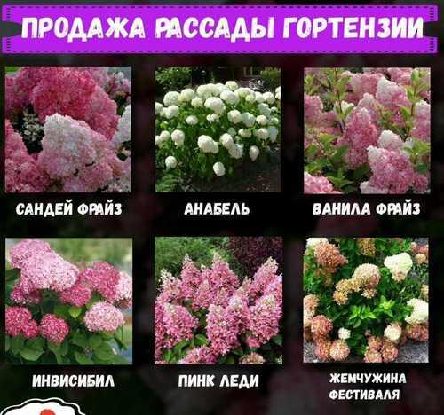 Гортензия саженцы