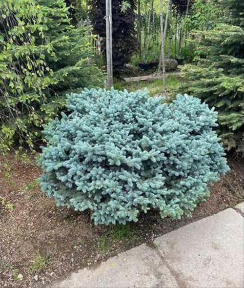 Ель колючая Glauca Globossa