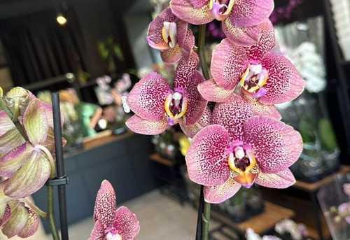 Орхидея фаленопсис тулон