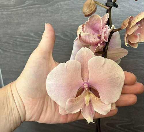 Орхидея Биг Лип Осенний ветер