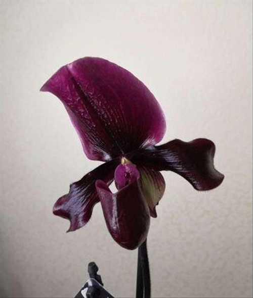 Орхидея Пафиопедилум Black Jack