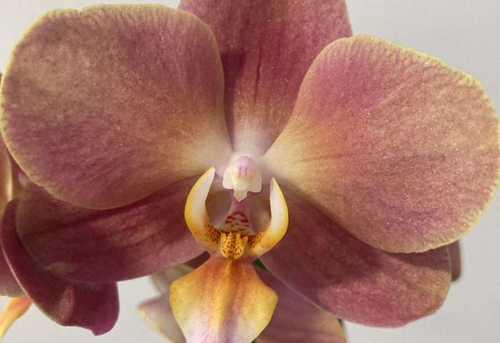Орхидея Монако цветущая