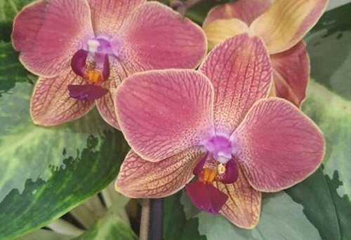 Орхидея Фаленопсис Мария Тереза