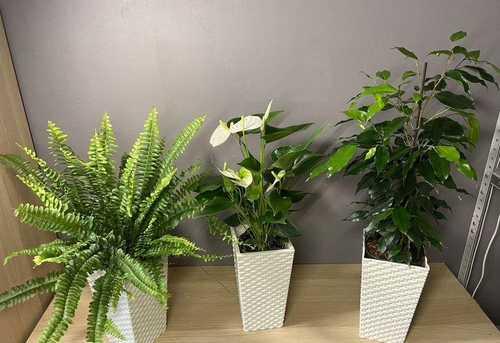 Набор из трех растений в кашпо для дома и офиса