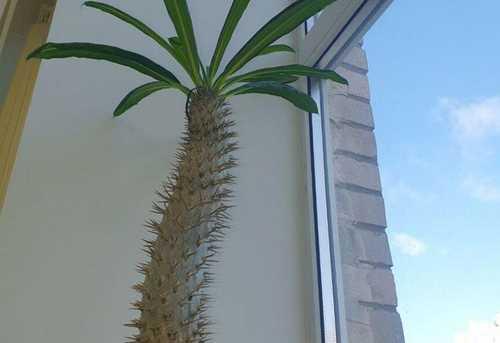 Пахиподиум ламера (мадагаскарская пальма)
