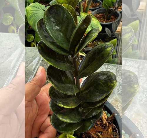 Замиокулькас Big round leaf Black