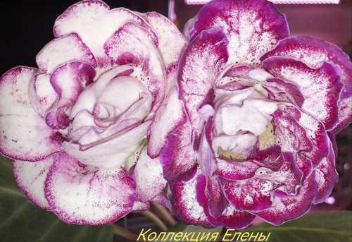 Укорененные листья глоксиний - набор