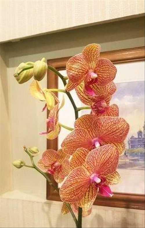 KV beauty орхидея фаленопсис цветущая с бутонами
