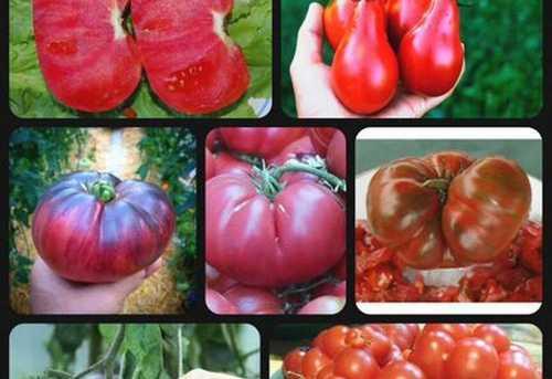 Рассада редких сортов томатов Любань