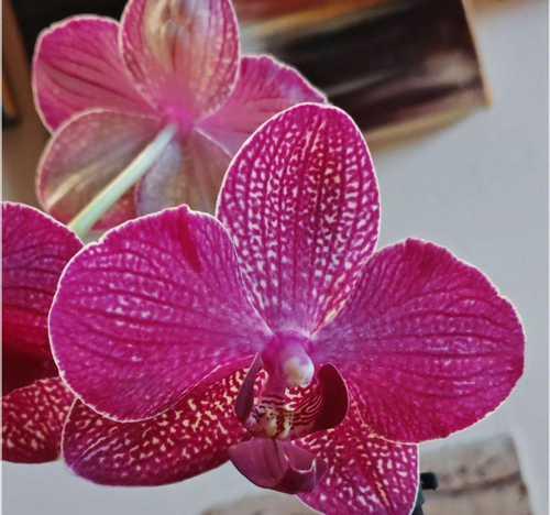 Орхидея Кимоно