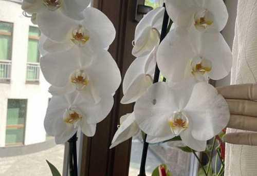 Орхидея фаленопсис Windsor крупно цветковый