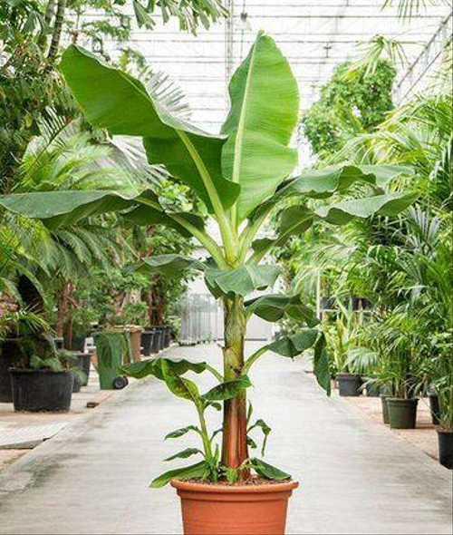 Банан, филодендрон, рафидофора и др растения