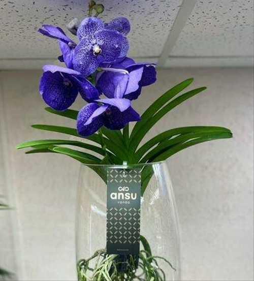 Синяя воздушная орхидея Ванда