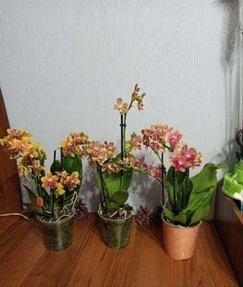 Орхидея фаленопсис Парфюмерная Фабрика, 4 ствола