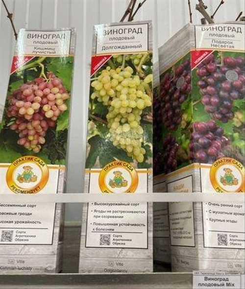 Виноград плодовый Mix