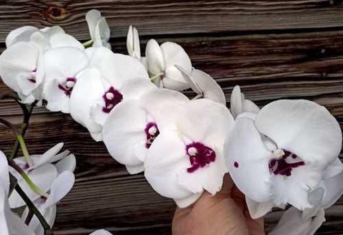 Бронь Орхидея фаленопсис Чарминг панда