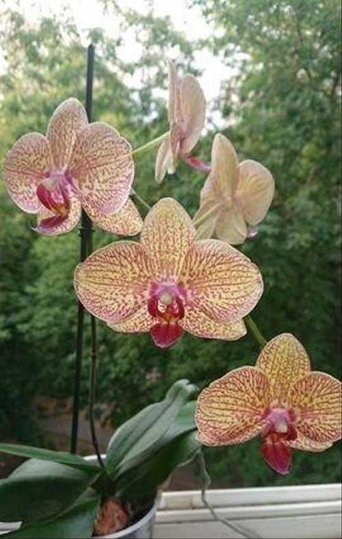 Орхидея фаленопсис бывшие реанимашки сейчас цветут