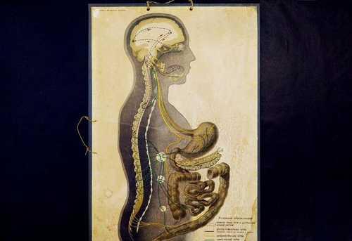Плакат старинный 1953г СССР Пищеварение анатомия