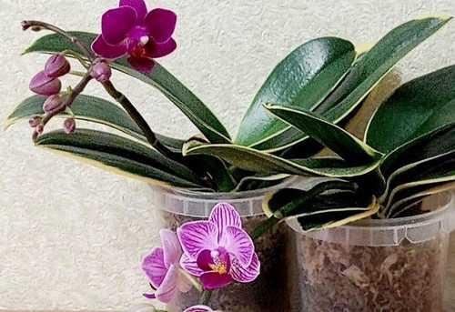 Орхидея фаленопсис Sogo Yenlin Coffee