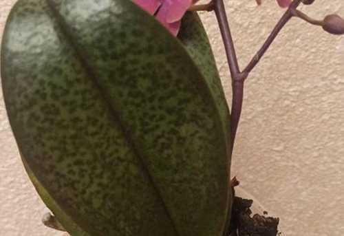 Орхидея фаленопсис Дифьюжен арома