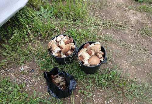 Белые грибы свежие