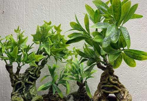 Корень мандрагоры (Mandrake root)