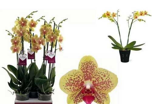 Подростки орхидей фаленопсис