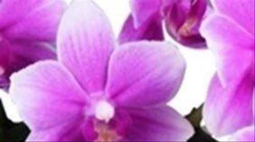 Орхидея фаленопсис подросток Pradana