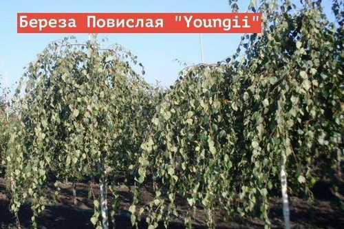 Береза Повислая Youngii /о/с 14-16 St-180 см
