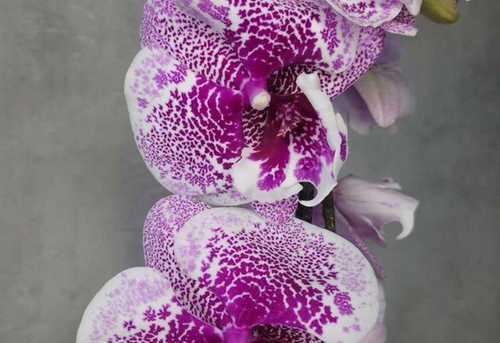Орхидея Пандора биг лип